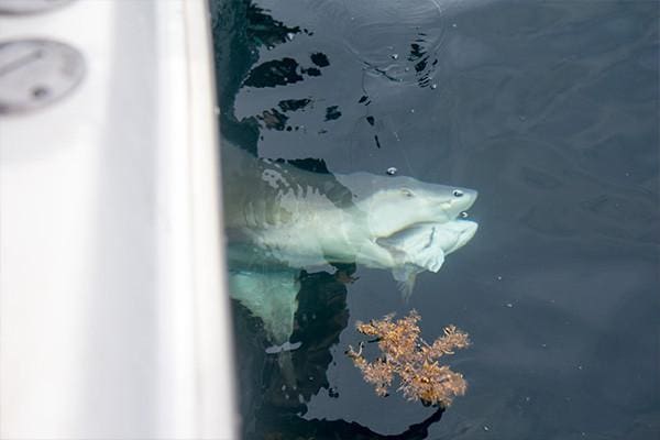 Southern Sunglasses and Deep Sea Fishing | Rheos Gear